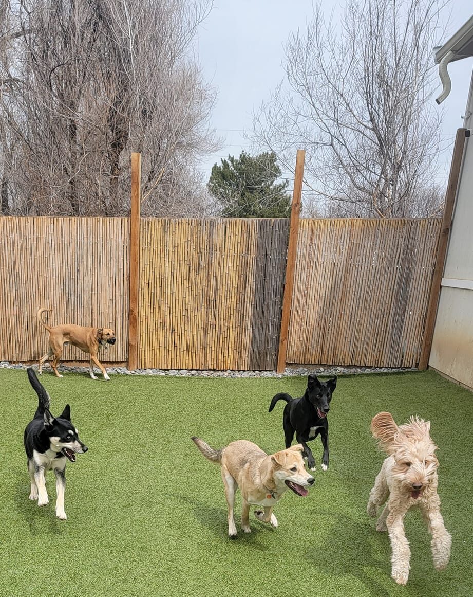 Dog Day Training - Zen Master Dog Training